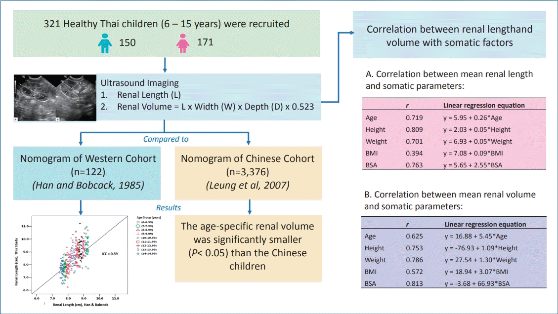 Graphical abstract. Sonographic renal length and volume of normal Thai ...