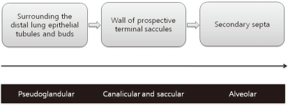 Lung interstitial cells during alveolarization
